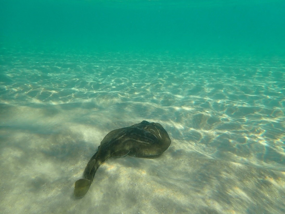 Spotting a banjo shark on a boogie-boarding adventure - Cottage by the Sea